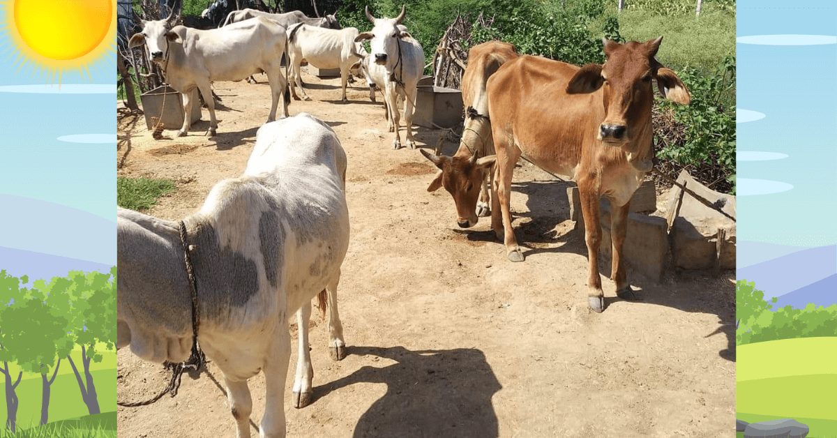 Organic & Natural - Cow Dung Dhoop Sticks | Havan Cups | Havan Samagri ...